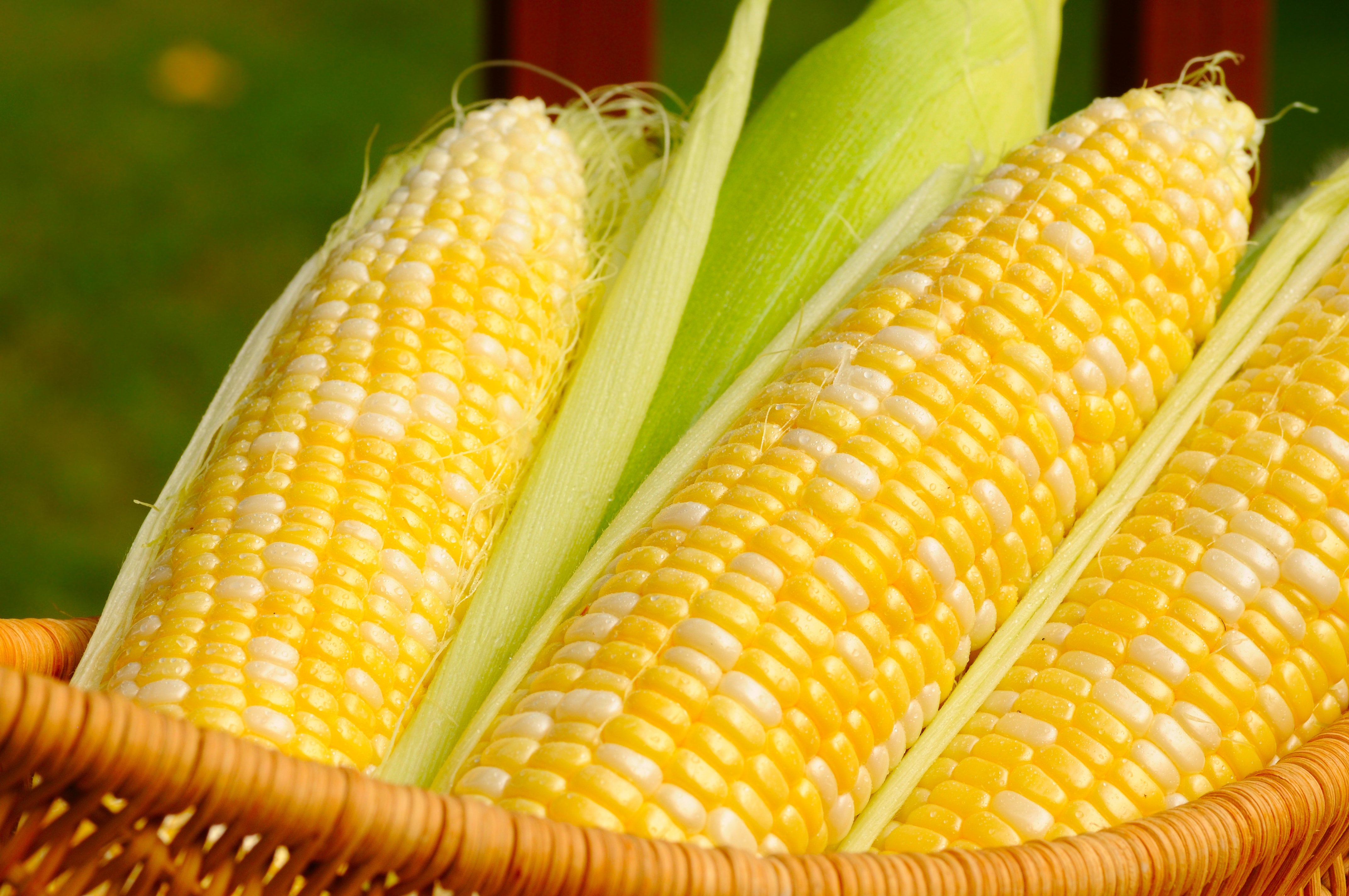 Bolt XR F1 Sweet Corn (Super Early!) | Super Cheap Vegetable Seeds ...