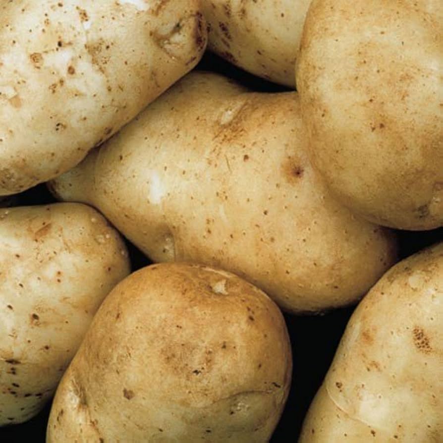 Kennebec Seed Potatoes | Super Cheap Vegetable Seeds | Free Shipping